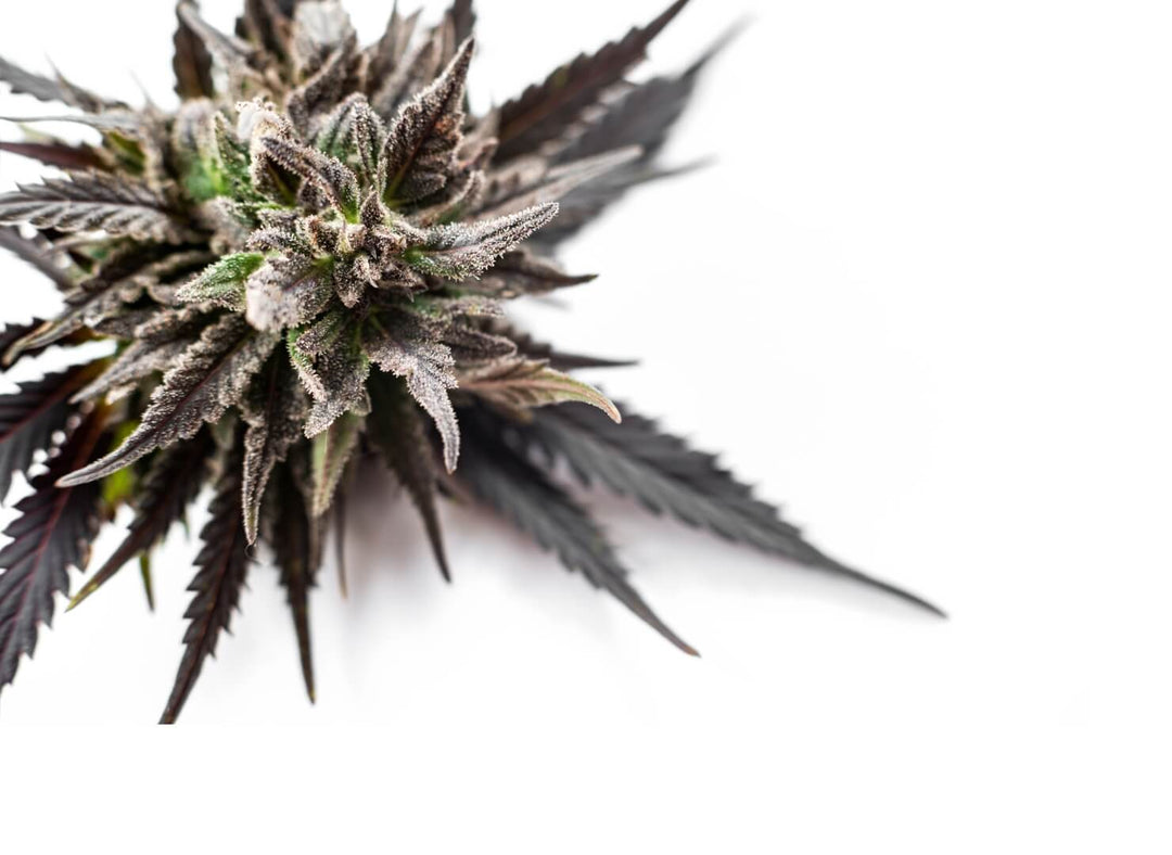 Microdosing Cannabis for Lung Cancer – nama