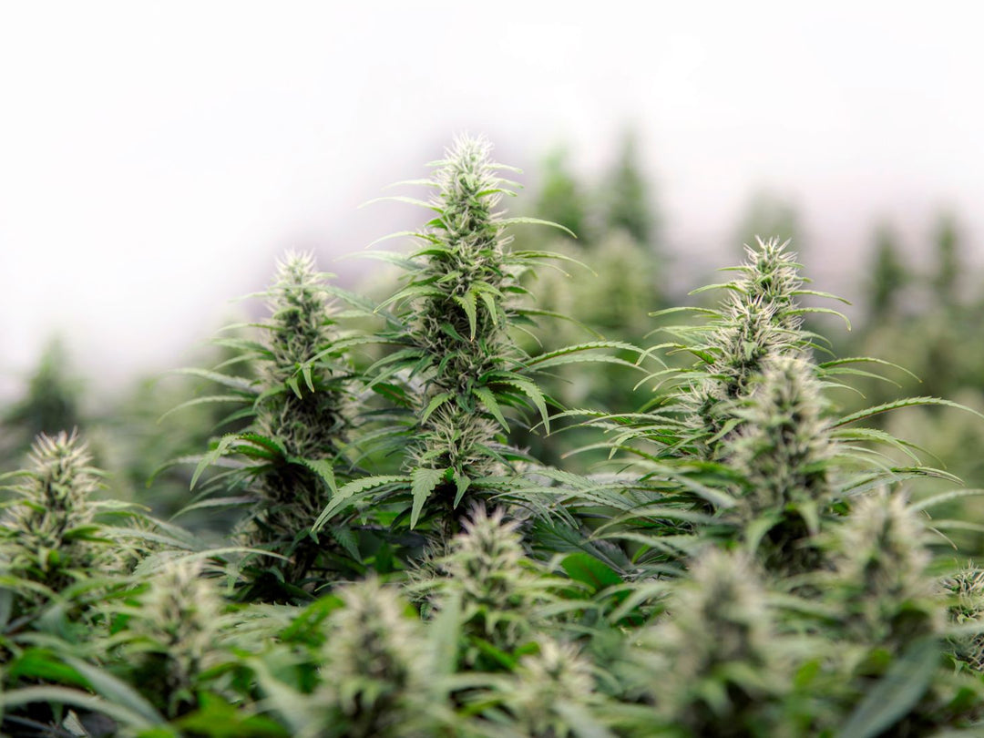 CBD and THC Information – nama