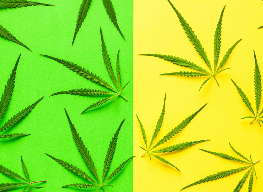 What is hybrid weed good for? – nama