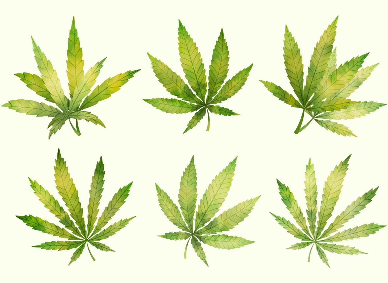 Understanding linalool | Effects of cannabis terpenes – nama